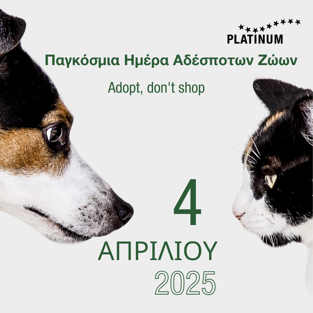 Παγκόσμια Ημέρα Αδέσποτων Ζώων: Ευαισθητοποίηση και Δράση